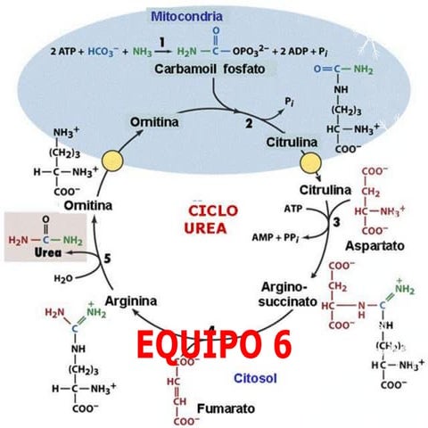 Ciclo de la urea | PPTX