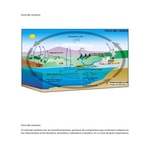 Hoja De Trabajo Con Diagrama Del Ciclo Del Carbono MAQUETA CICLOS DEL