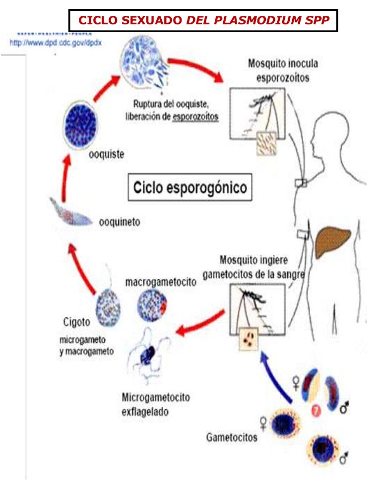 Ciclo De Vida Do Plasmodio Conheça O Ciclo Da Malária E Saiba Como