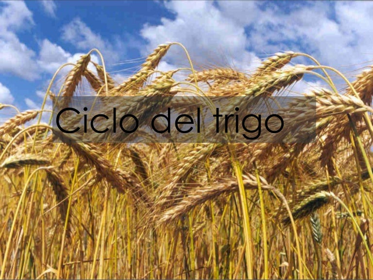Ciclo Del Trigo