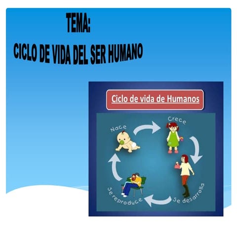 Ciclo De Vida Humano Ciclo De La Vida Del Ser Humano | Google Slides Y