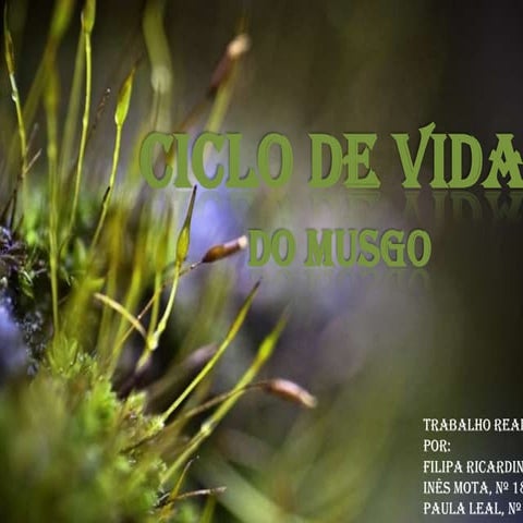 Ciclo de vida do Musgo | PPTX