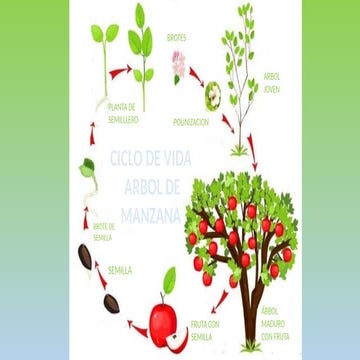 CICLO DE VIDA ARBOL DE MANZANA IMAGEN.pptx