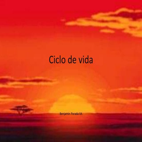 Ciclo de vida | PPTX