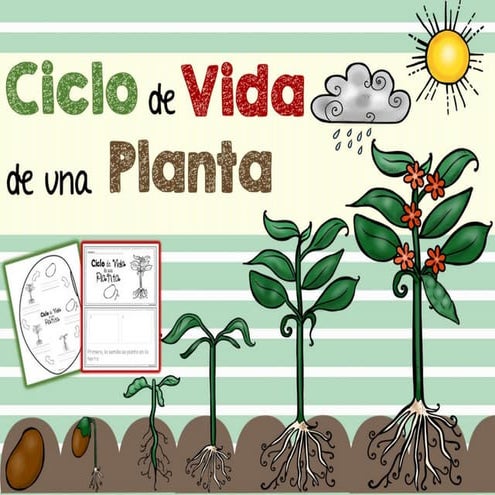 Secuencia Del Ciclo De Vida De Una Planta Para Imprimir Ciclo De Vida