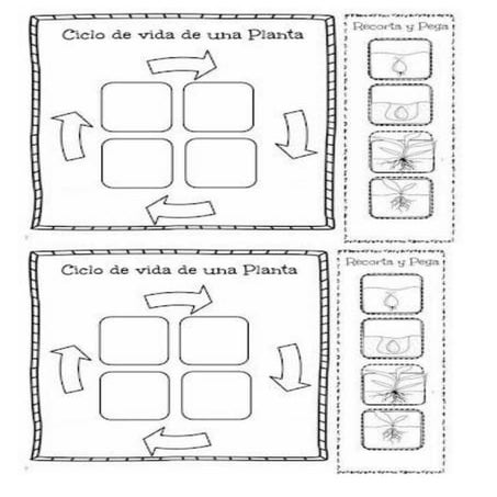 ciclo de vida de las plantas.pdf