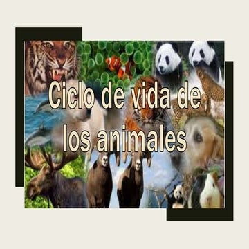 Ciclo de vida de los animales | PPTX