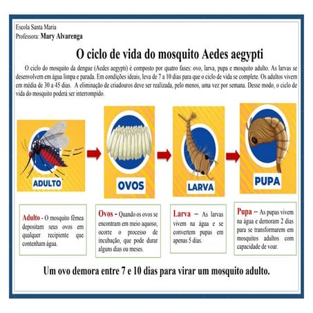 Ciclo De Vida De Um Mosquito Para Criancas Dengue: 10 Mitos E Verdades