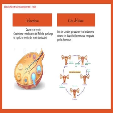 CICLO OVARICO Y MENSTRUAL.pdf