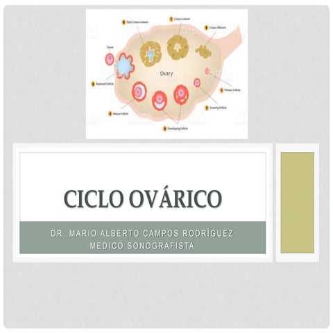 Ciclo ovarico y endometrial | PPTX
