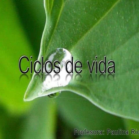 Ciclos de vida | PPTX