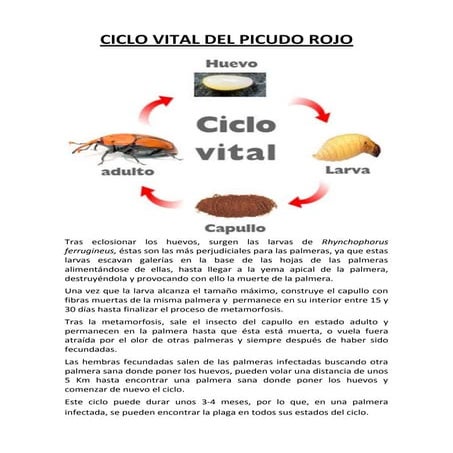 Ciclo vital del picudo rojo | DOCX