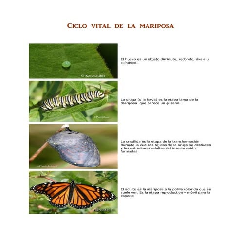 Ciclo vital de una mariposa | PDF