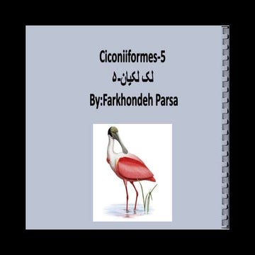 Ciconiiformes 05 | PPTX