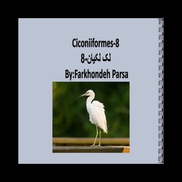 Ciconiiformes -8 | PPT