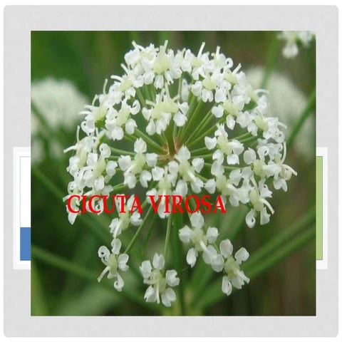 Cicuta virosa | PPTX