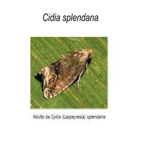 Cidia | ODP
