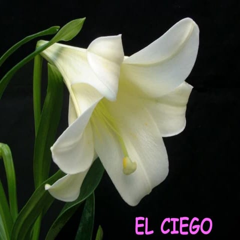 Ciego | PPTX