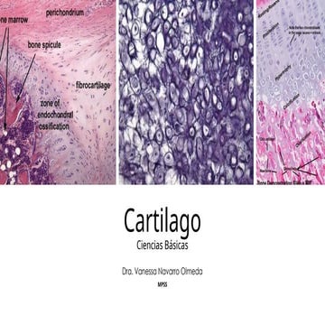 las ciencias basicas del cartilago en el cuerpo | PPTX