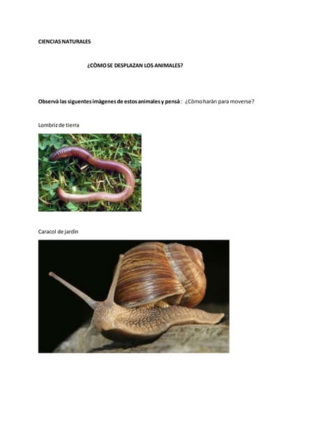 PRESENTACIÓN "SONIDOS DE LOS ANIMALES"-Aulas Digitales | PPTX