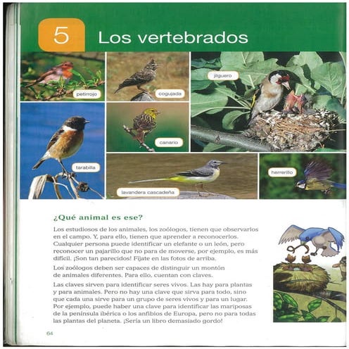 Unidad didáctica - Los animales vertebrados | PDF