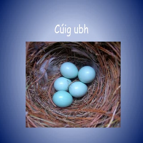 Cúig ubh | PPTX