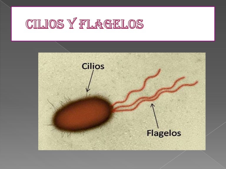 Cilios y flagelos