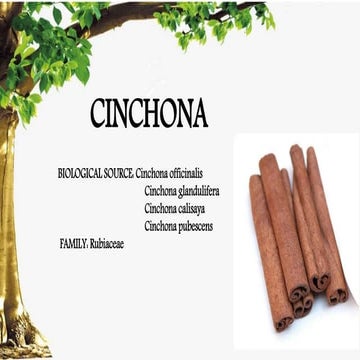 CINCHONA CONSTITUENTS AND USES | PPTX