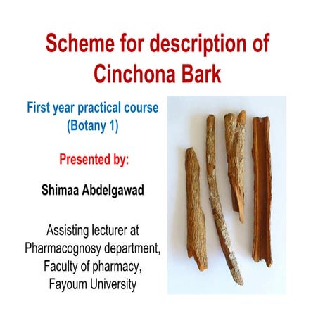 Cinchona Bark Microscopy