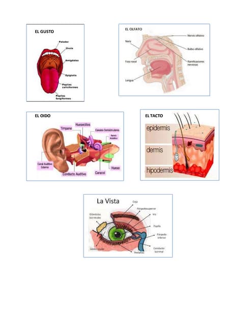 Fichas nuestro cuerpo humano y sus sentidos | PPT