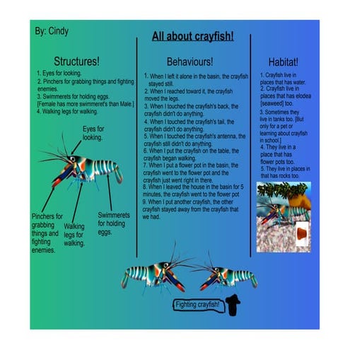 Crayfish dissection diagrams | PPTX