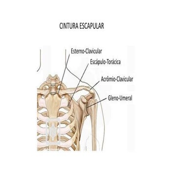 cintura escapular.pdf