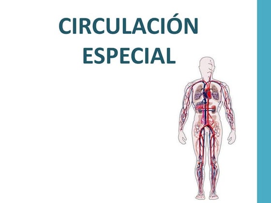 fisiología: circulación por regiones especiales | PPTX | Brain and ...