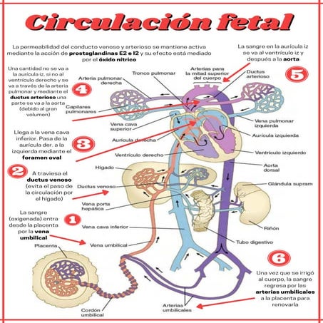 Circulacion materno fetal