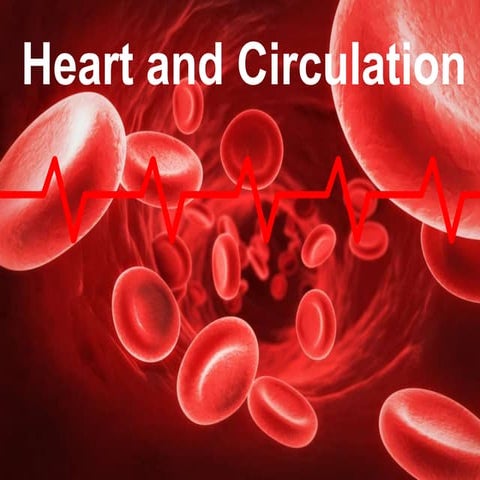Heart and Blood Circulation in the Human Systemppt | PPT