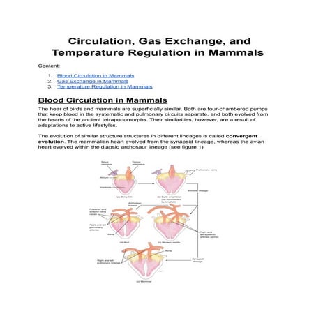 Circulation, Gas Exchange, and Temperature Regulation in Mammals.pdf