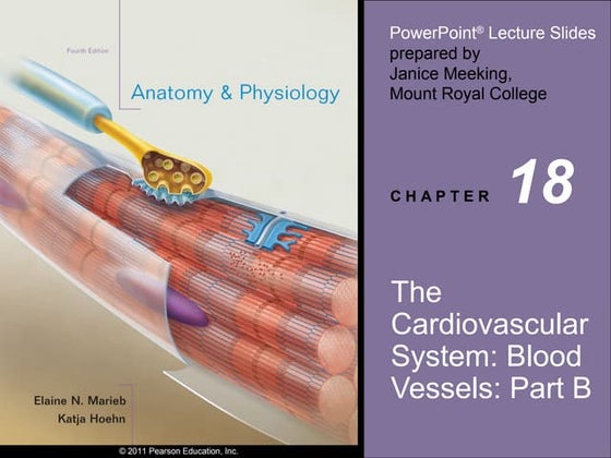 Arterial system, Venous drainage, lymphatics system- Flow Chart- | DOCX