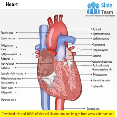 Circulatory system-heart medical images for power point | PDF