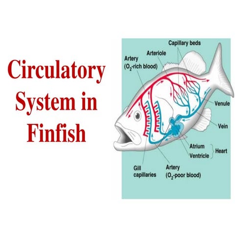 Circulatory-System-in-Finfish-123150.pdf