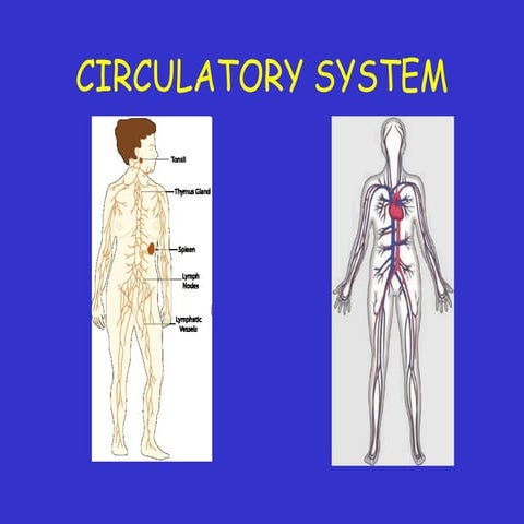 Comparative anatomy circulatory system | PPT