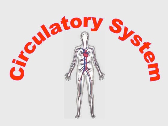 The Muscular System | PPT