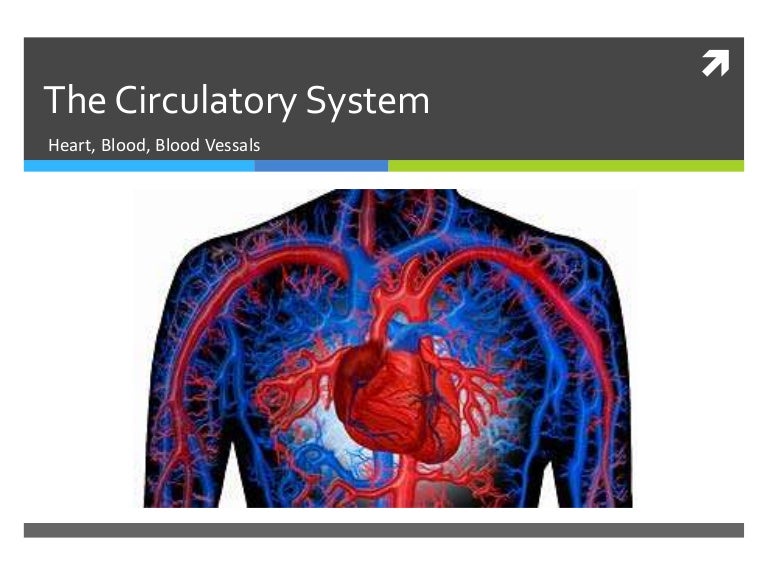 Science Circulatory System