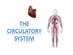 The circulatory system | PPT