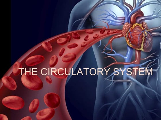 CIRCULATORY SYSTEM_CLASS 10th.pptx