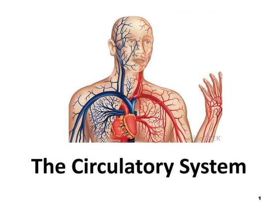 CIRCULATORY SYSTEM_CLASS 10th.pptx