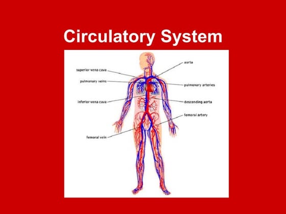 Respiratory and Circulatory Systems | PPTX