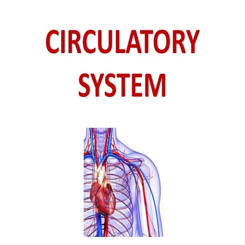 Circulatory System For Grade 6