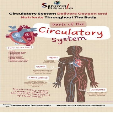 circulatory system delivers oxygen and nutrients throughout the body.pdf