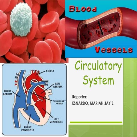 The Circulatory System | PPTX