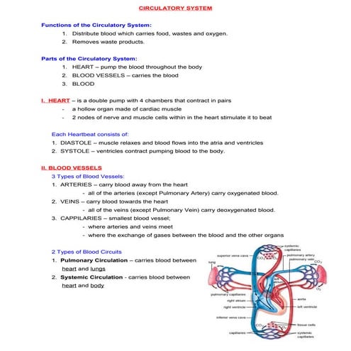 Circulatory System Lesson Pdf